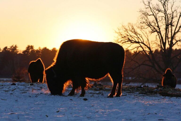Woodside Ranch - Woodside Sports Complex