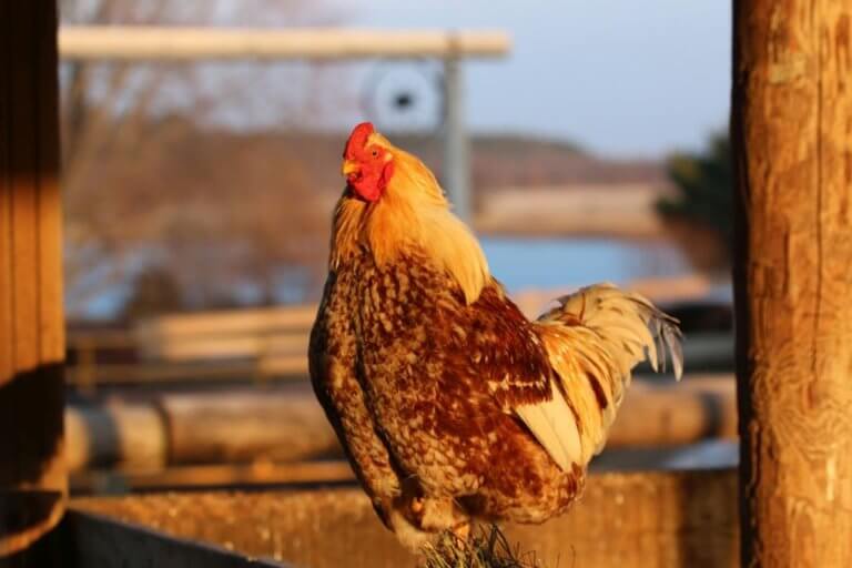 Woodside Ranch - Woodside Sports Complex