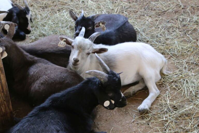 Woodside Ranch - Woodside Sports Complex